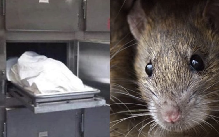 Rodents eating dead bodies in Dzodze Mortuary - Report