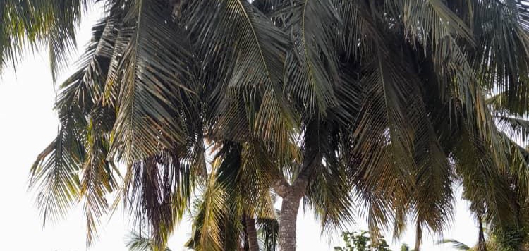 The story behind the two-headed coconut tree that gives twins-DETAILS!
